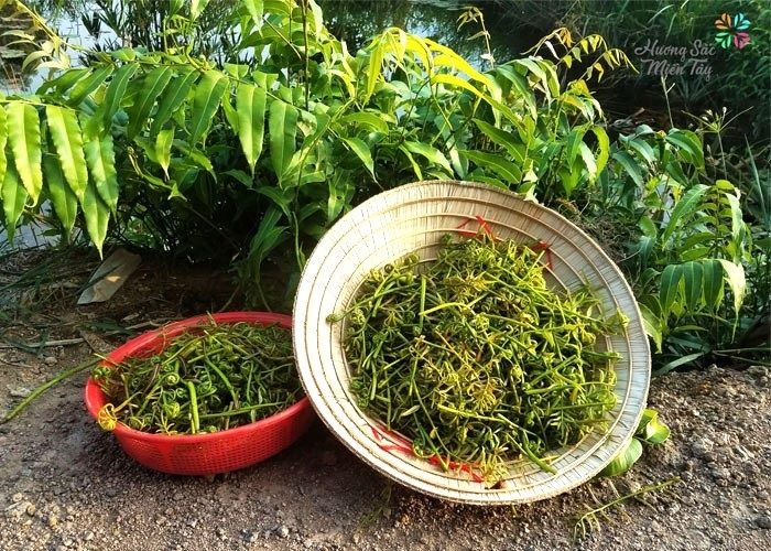 Loại rau dại xưa ăn chống đói, mọc la liệt ở vùng Đồng Tháp Mười, nay ...